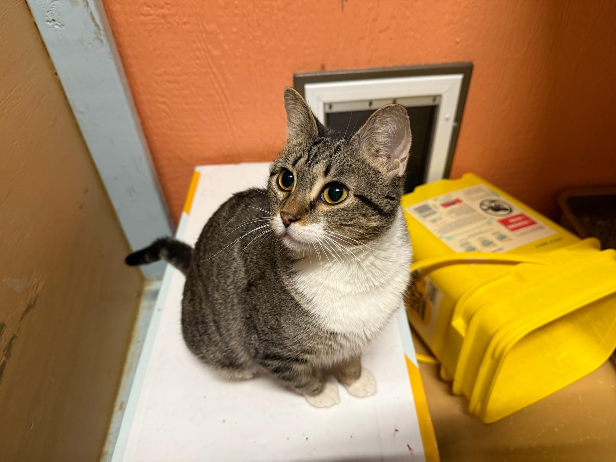 Cat for adoption - Sybil, a Domestic Short Hair in Tulsa, OK | Petfinder