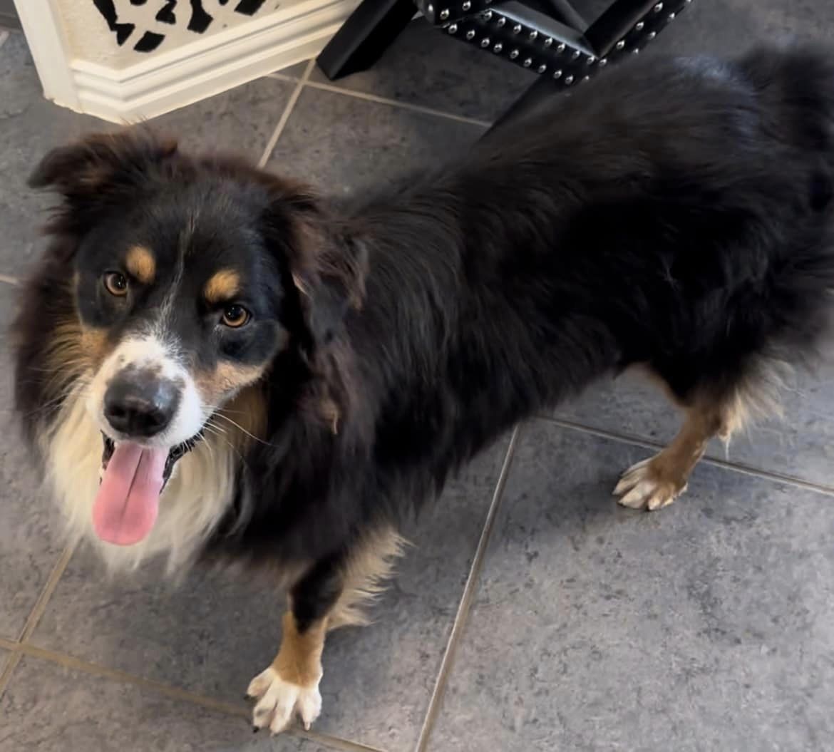 Dog for adoption - ARPH #14625 - Rocco, an Australian Shepherd in North ...