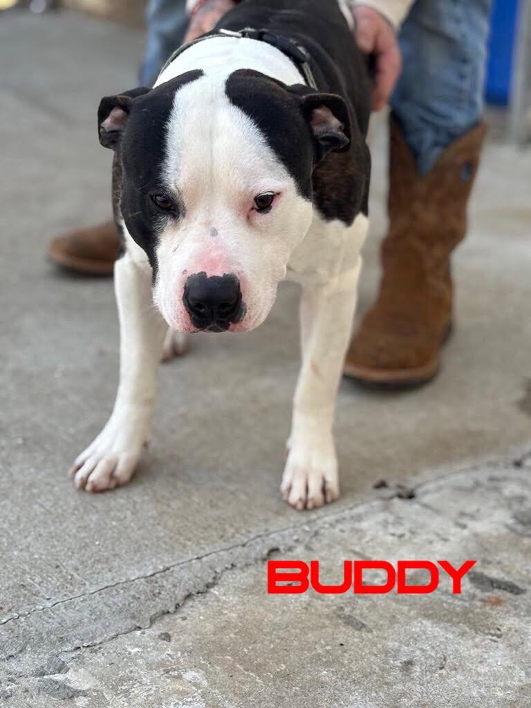 Dog for adoption - Buddy, a Pit Bull Terrier Mix in Zimmerman, MN ...