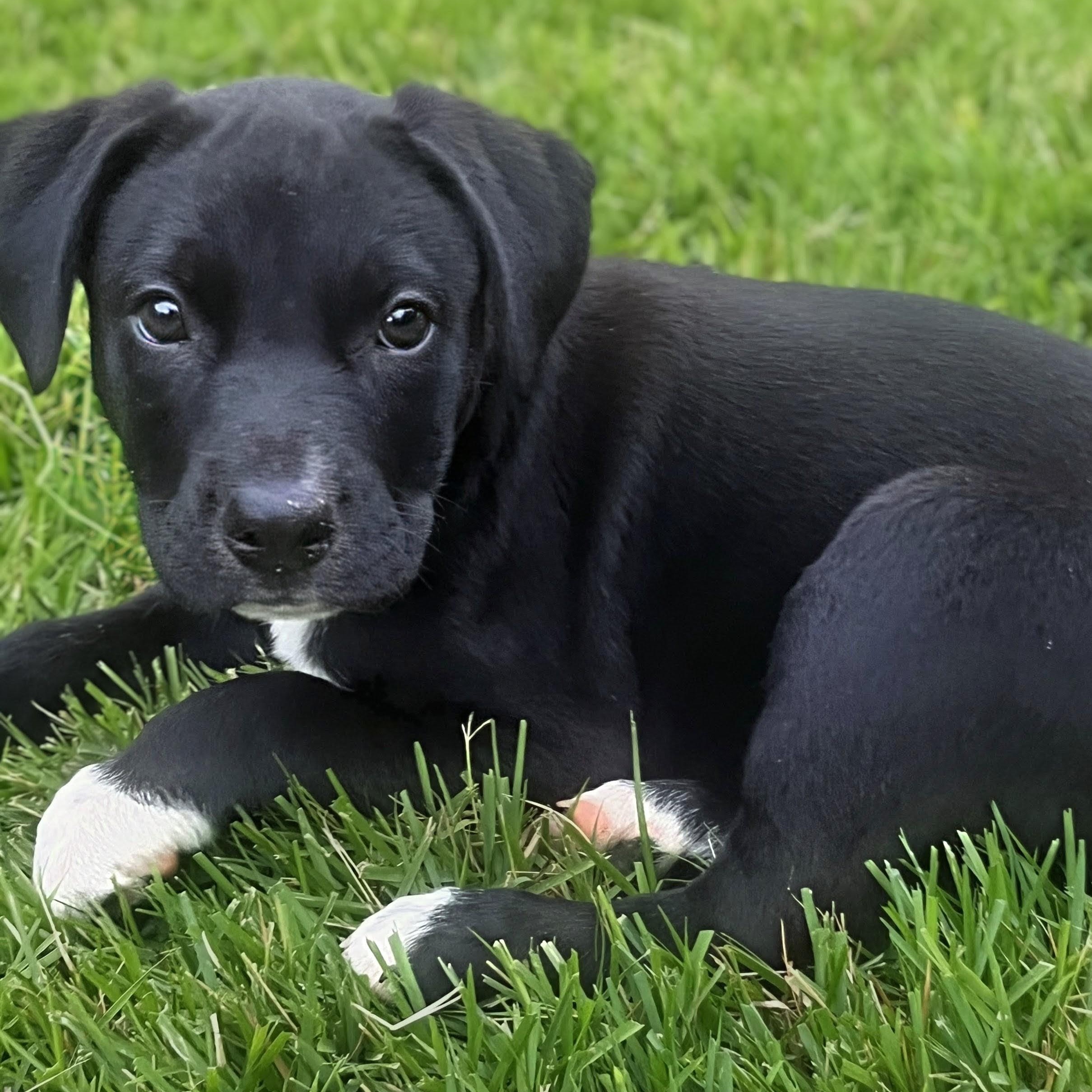 Sperry - Adoptable Pet | Petfinder | Petfinder