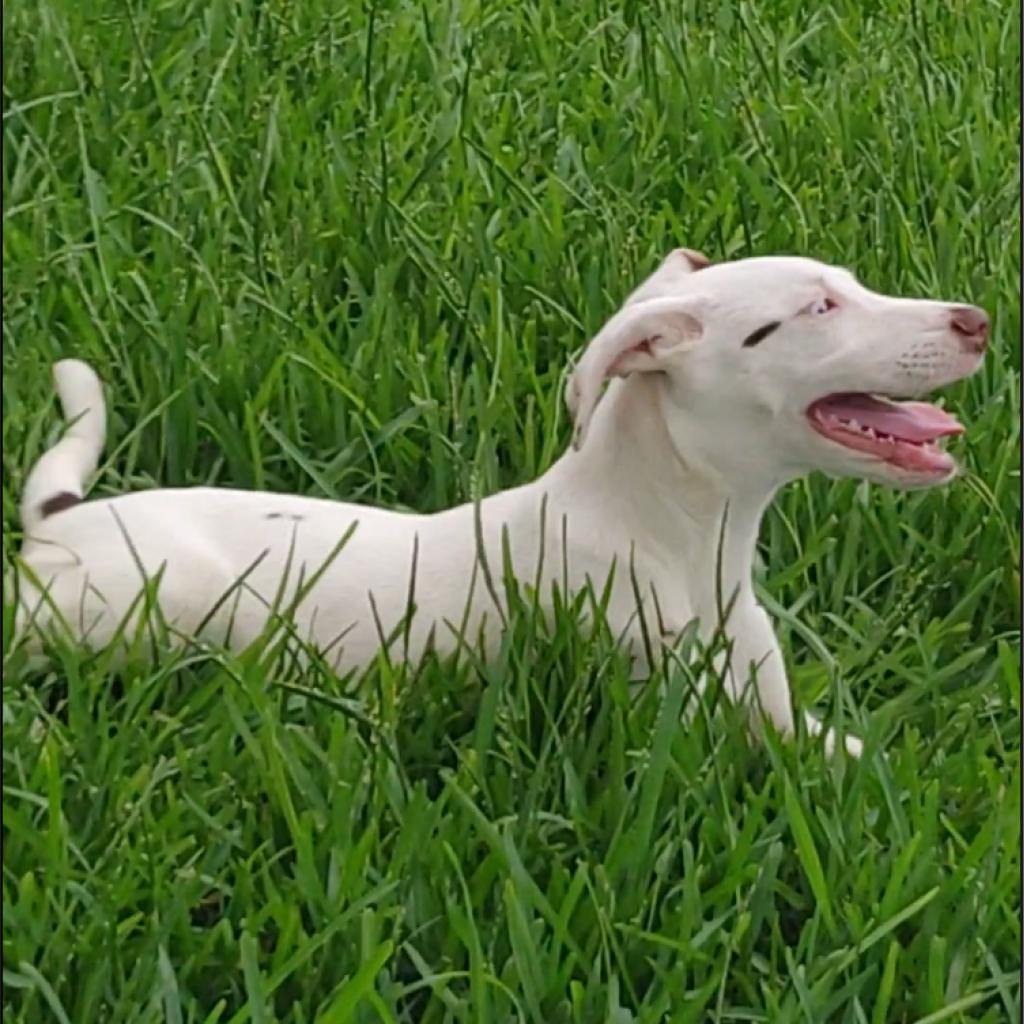 Dog for adoption - Heath, a Catahoula Leopard Dog & Whippet Mix in ...