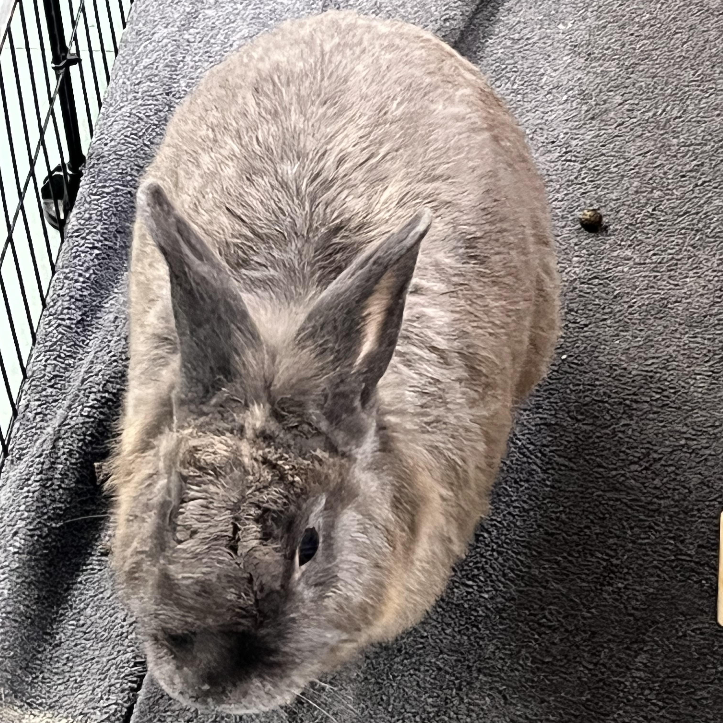 Rabbit for adoption - Sterling, a Silver Marten & Rex Mix in Jefferson ...