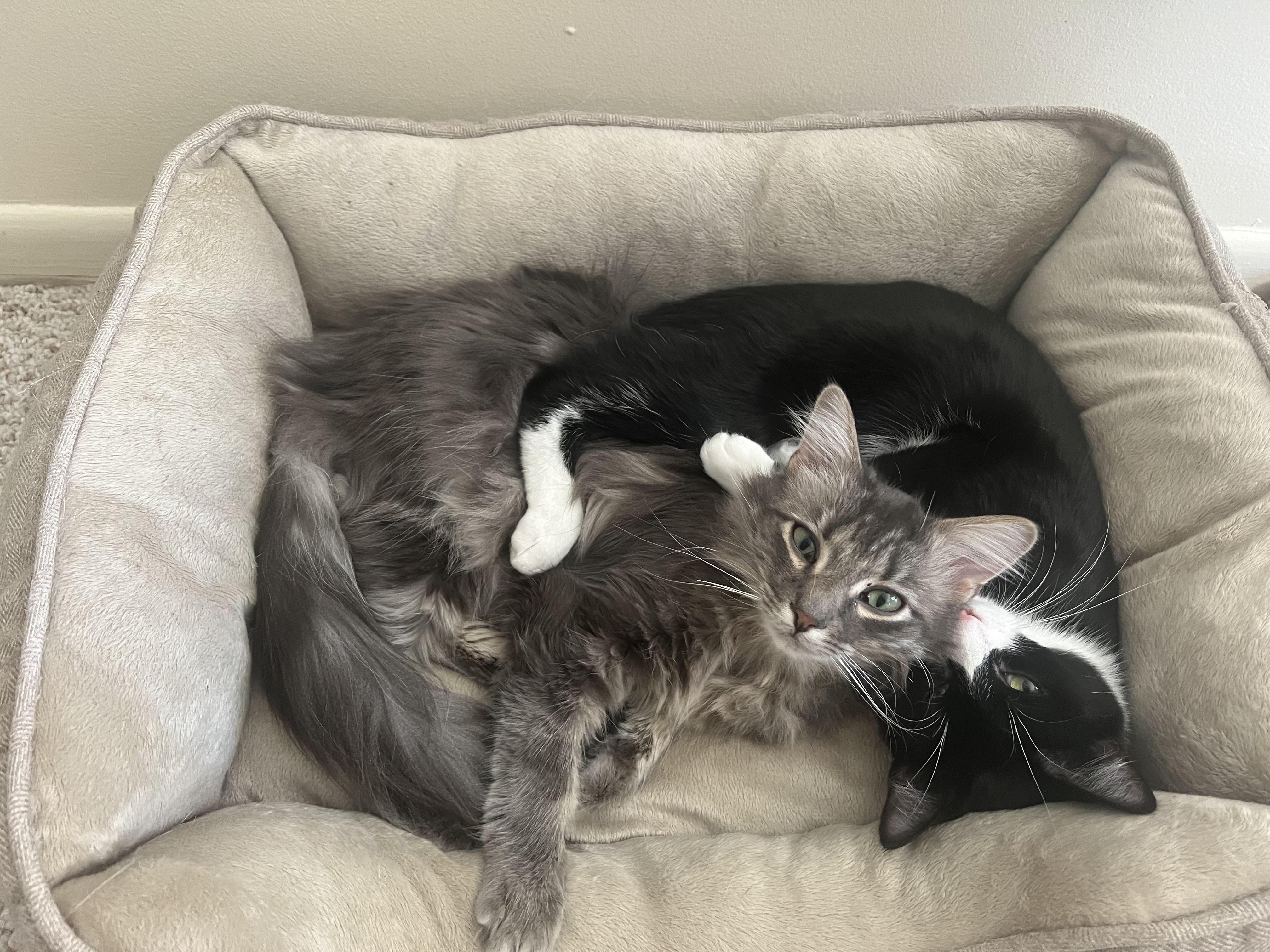 Cat for adoption - PYEWACKET (Loves His Best Friend Amika), a Domestic ...