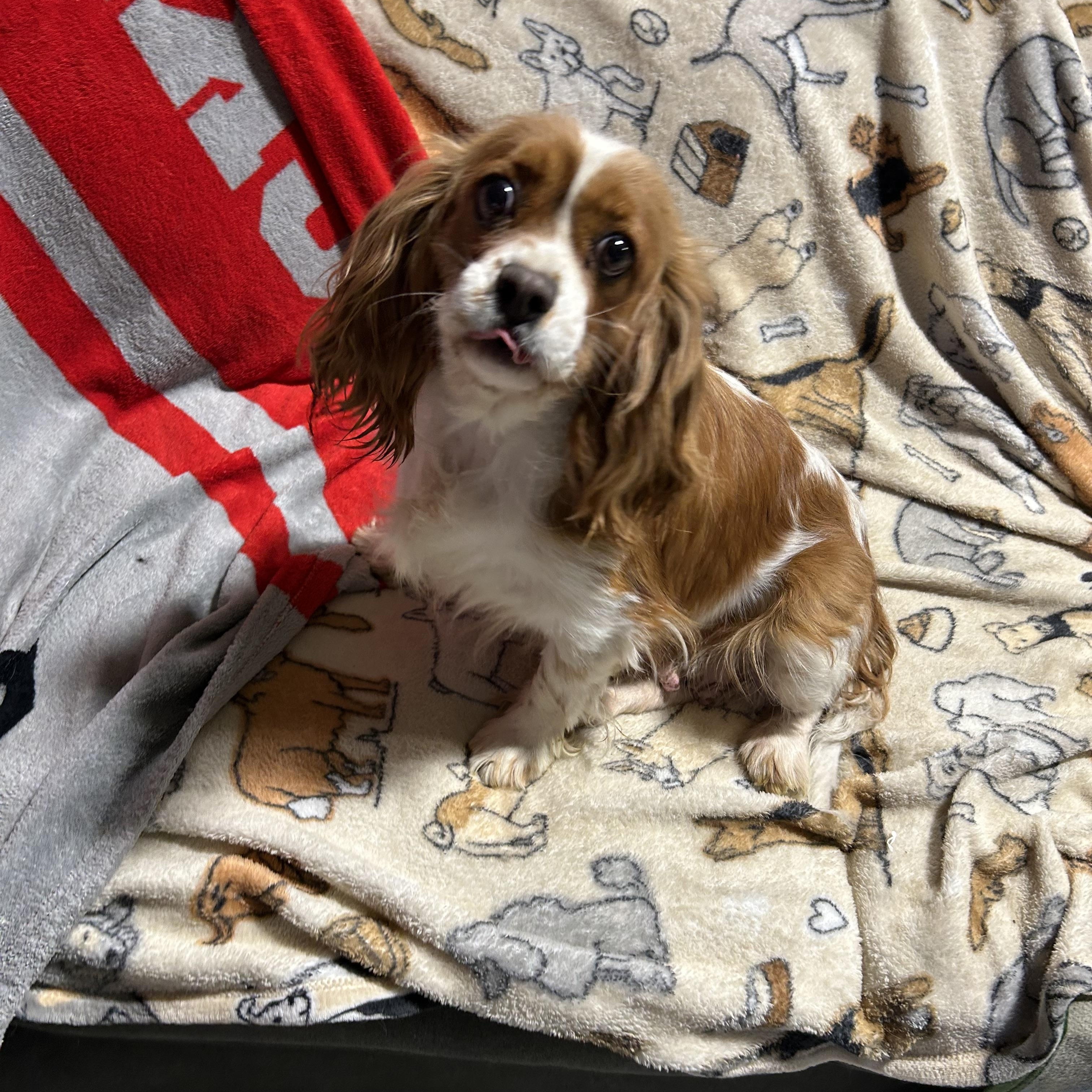 Aunt Gypsy. Super Nice dog! - Adoptable Pet | Petfinder | Petfinder
