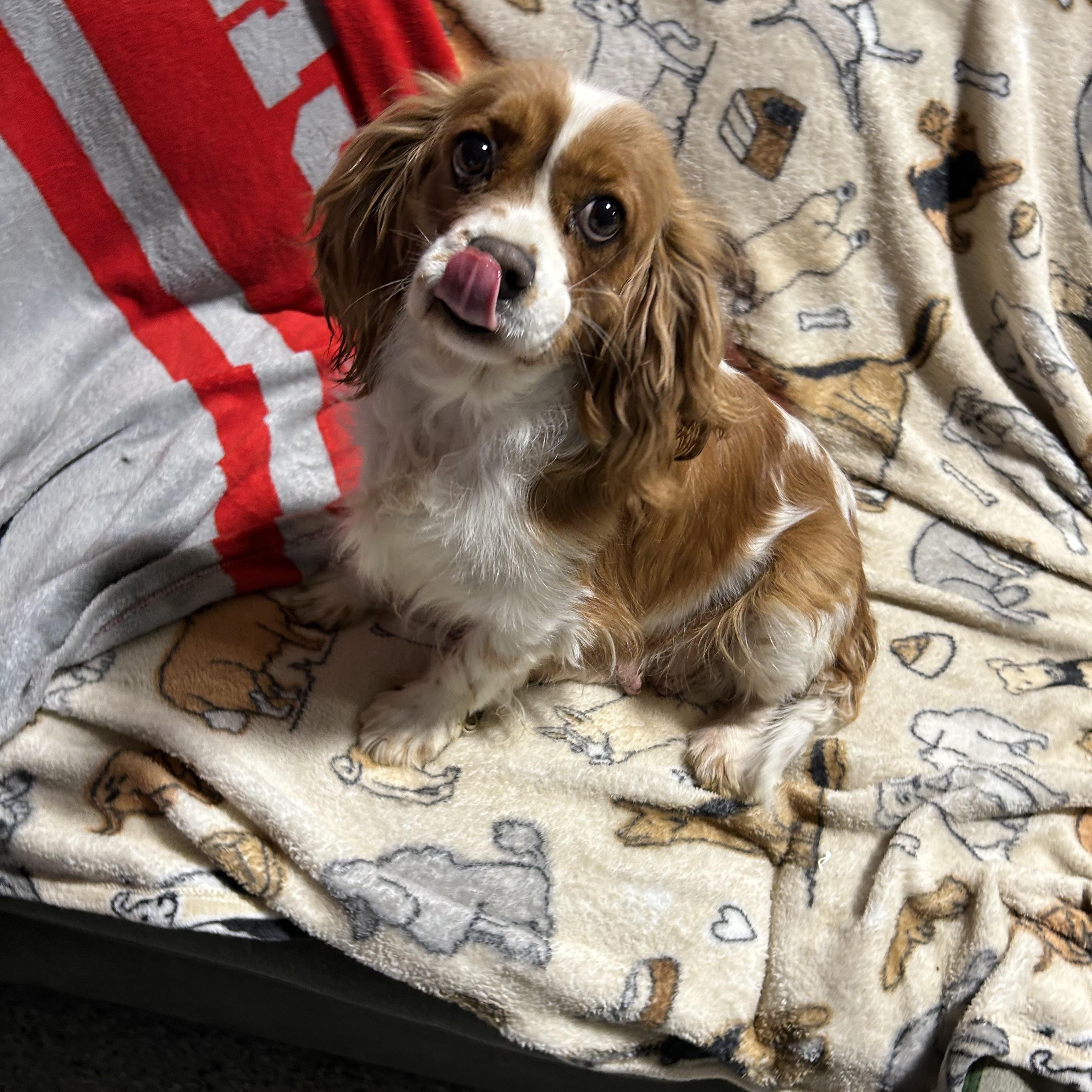 Aunt Gypsy. Super Nice dog! - Adoptable Pet | Petfinder | Petfinder