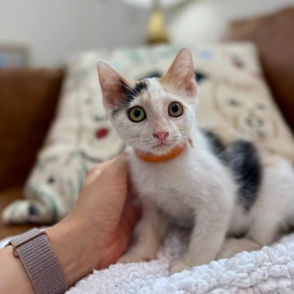 Cat for adoption - Contrail Cloud, a Domestic Short Hair & Calico Mix in Indianapolis, IN ...