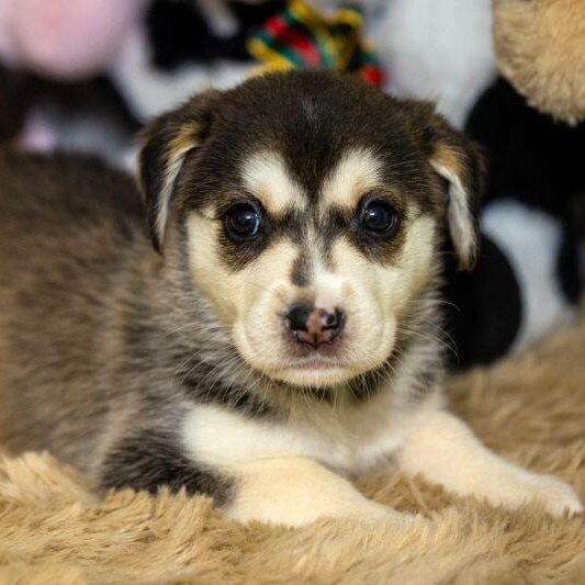 Dog for adoption - Layla Bear, a Labrador Retriever & German Shepherd ...