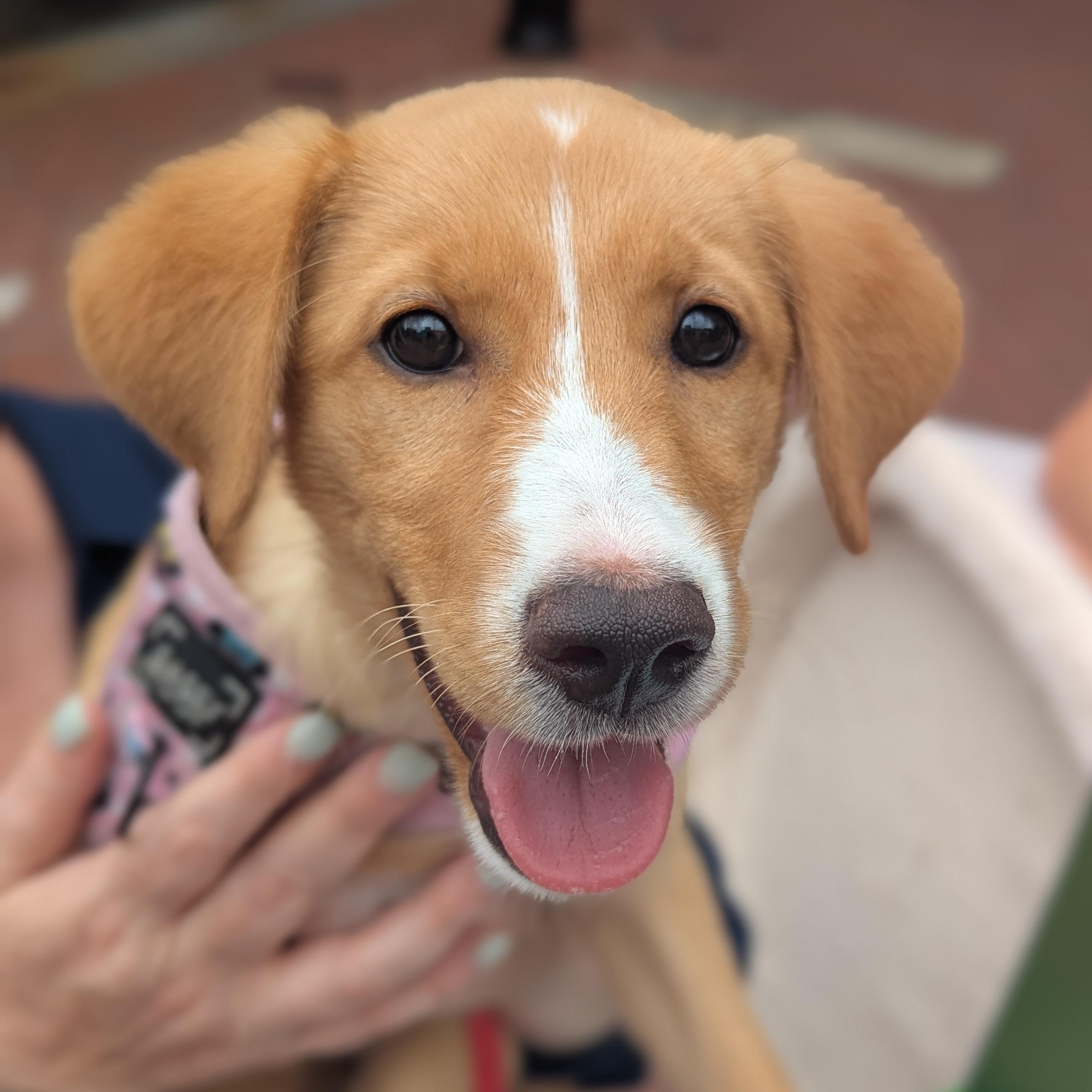 Dog for adoption - Miso, a Retriever Mix in Alexandria, VA | Petfinder