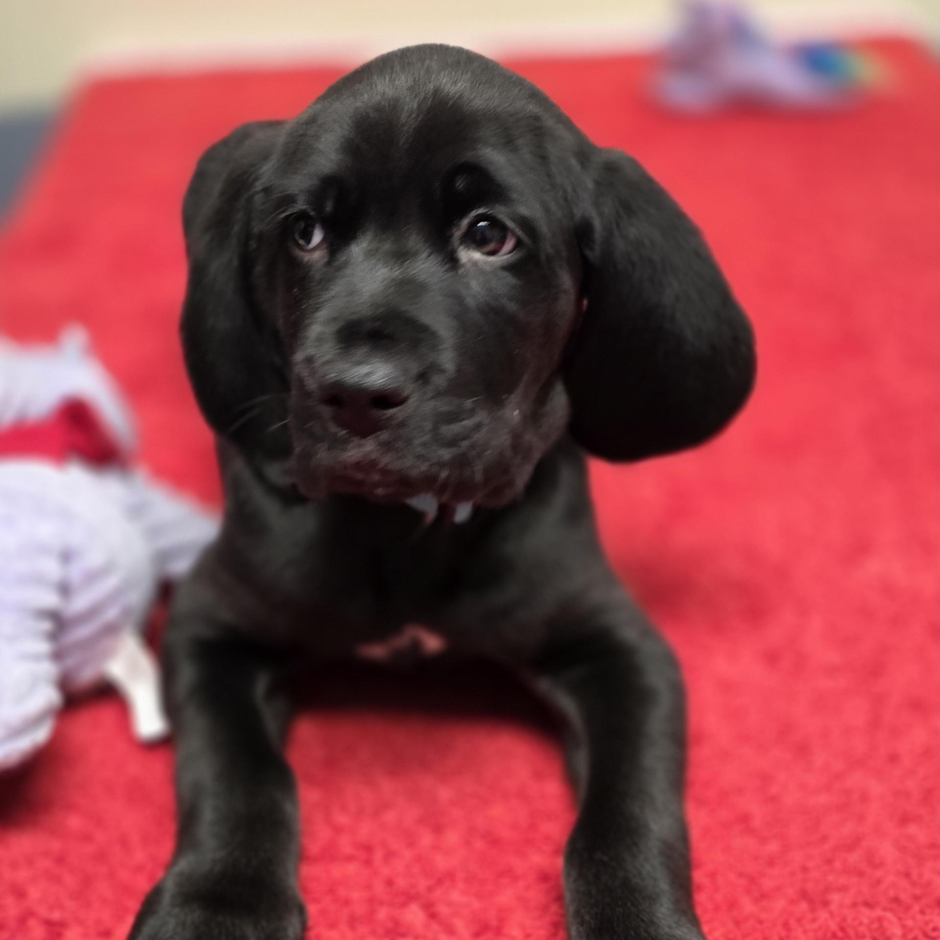 Dog for adoption - Luther, a Bloodhound & Black Labrador Retriever Mix ...