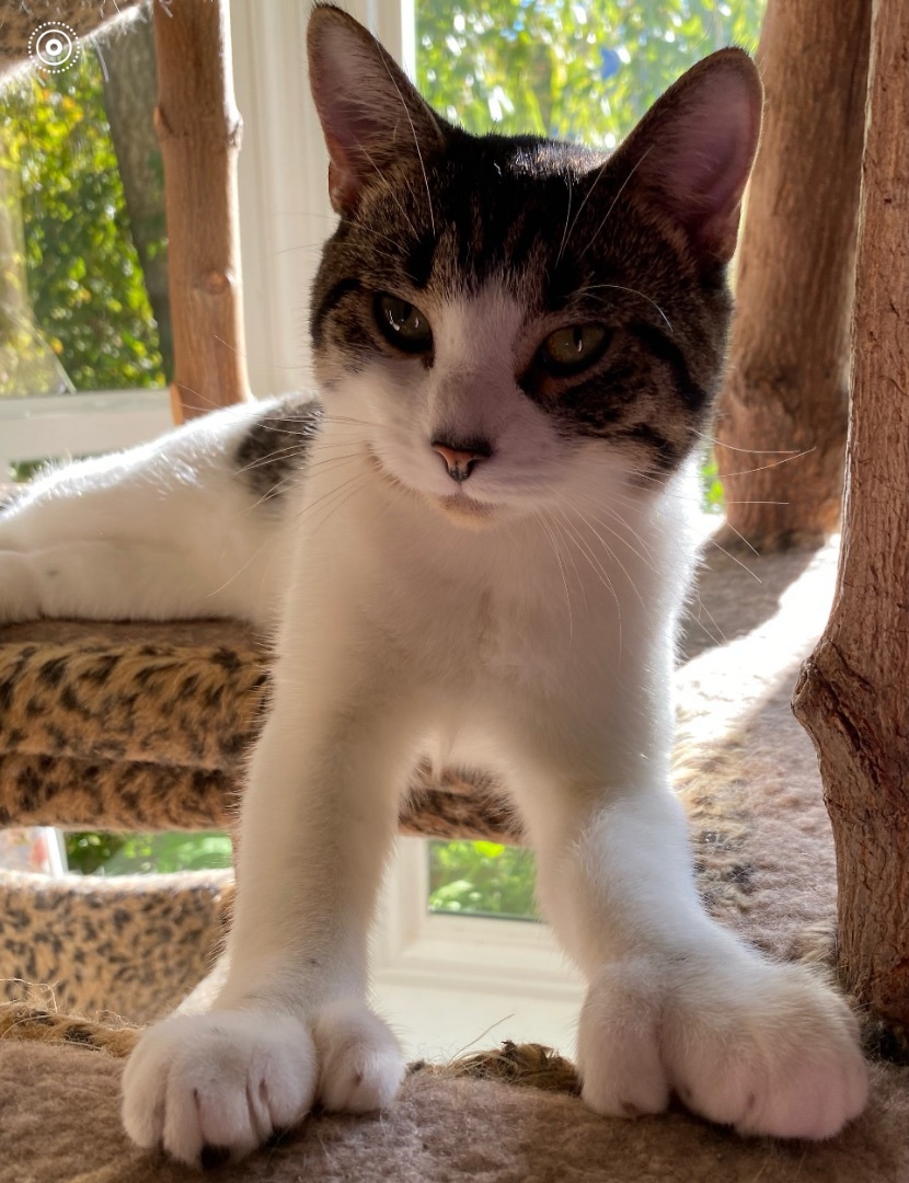Cat for adoption - Otto, an Extra-Toes Cat / Hemingway Polydactyl ...