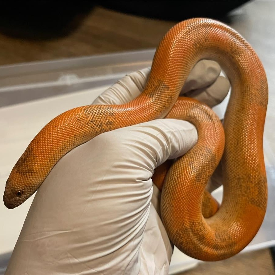 Snake for adoption - Heimerdinger, a Boa in Durham, NC | Petfinder