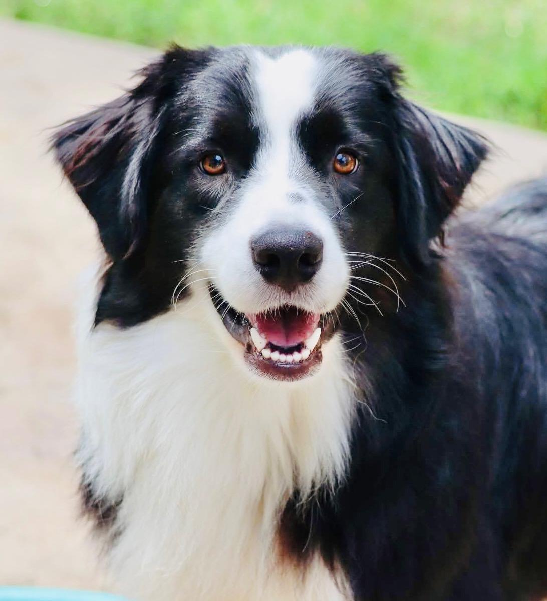 Dog for adoption - ARPH #14671 - “Basil”, an Australian Shepherd in ...