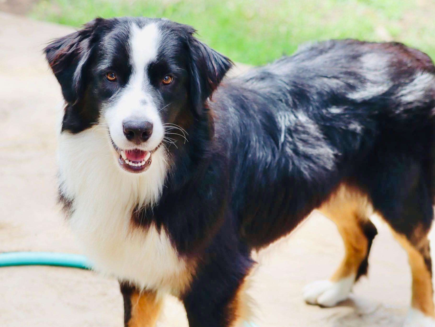 Dog for adoption - ARPH #14671 - “Basil”, an Australian Shepherd in ...