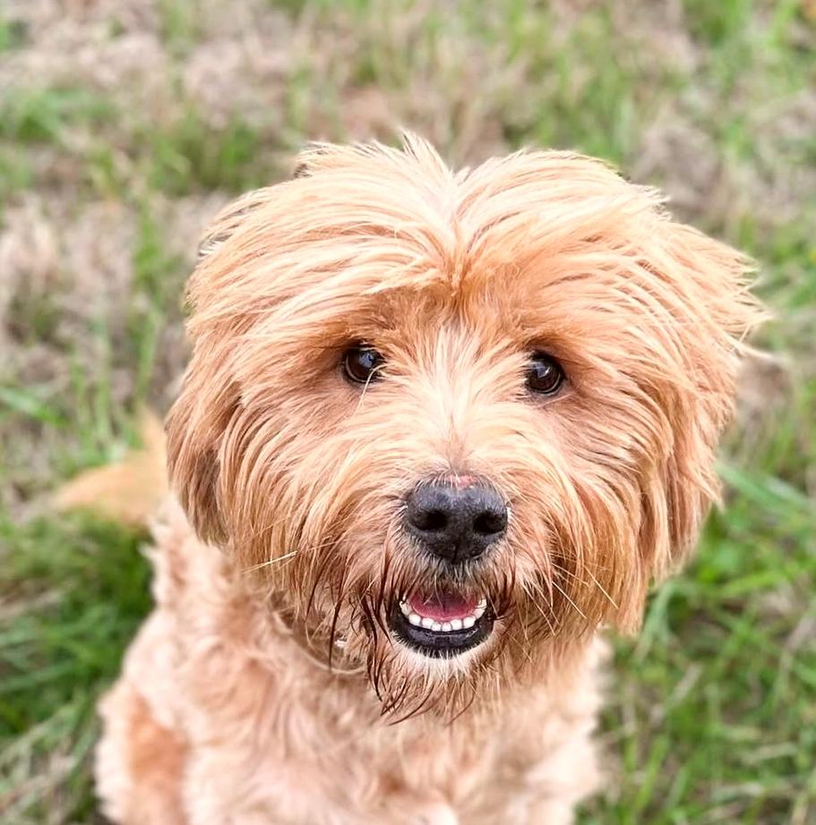 Dog for adoption - Copper, a Golden Retriever & Miniature Poodle Mix in ...