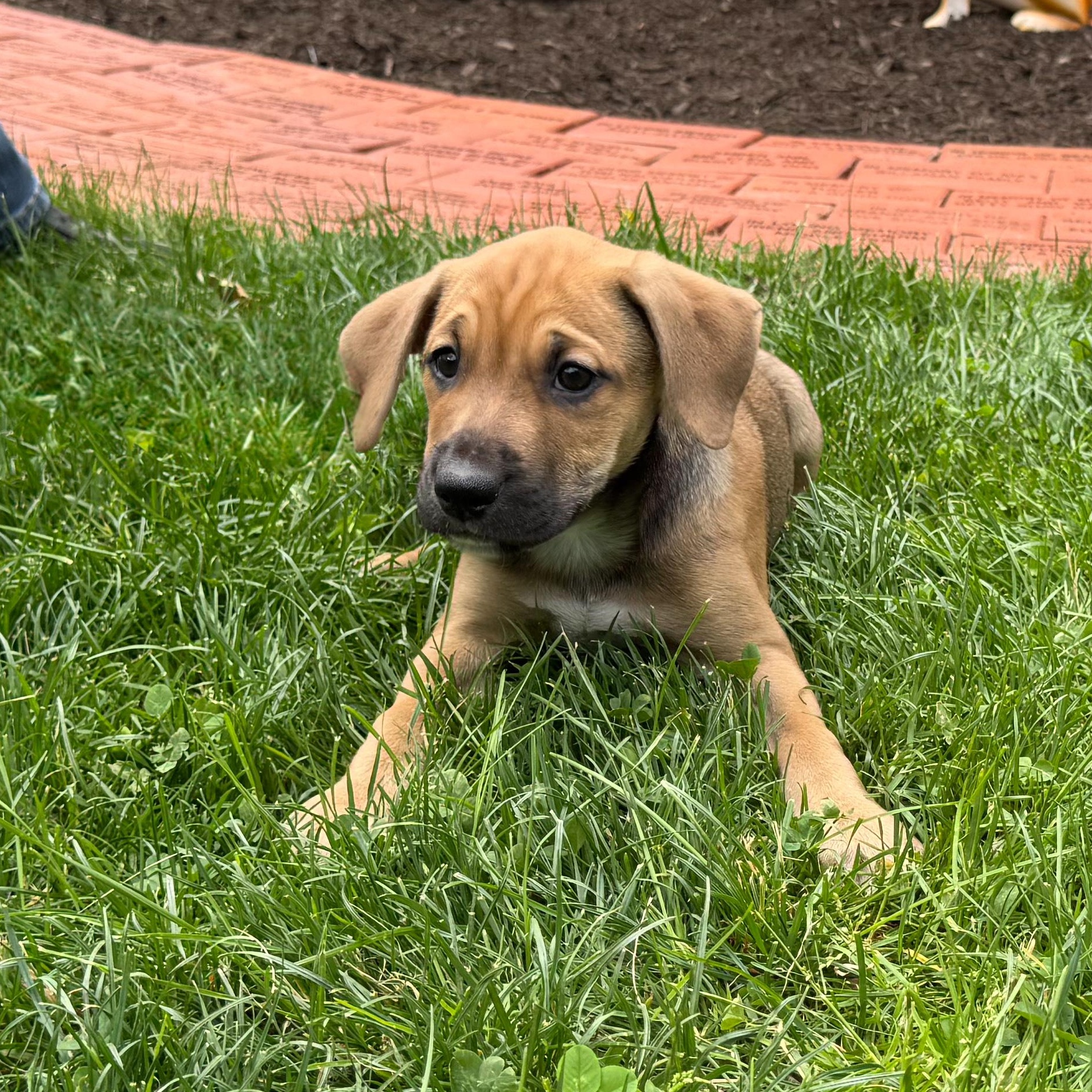 Dog for adoption - Amber, a Labrador Retriever Mix in Latrobe, PA ...