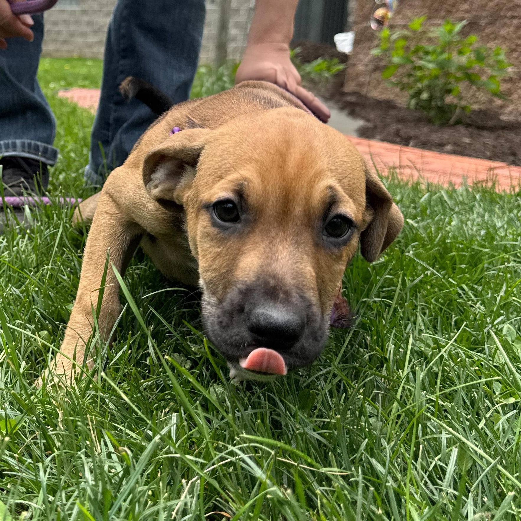 Dog for adoption - Amber, a Labrador Retriever Mix in Latrobe, PA ...
