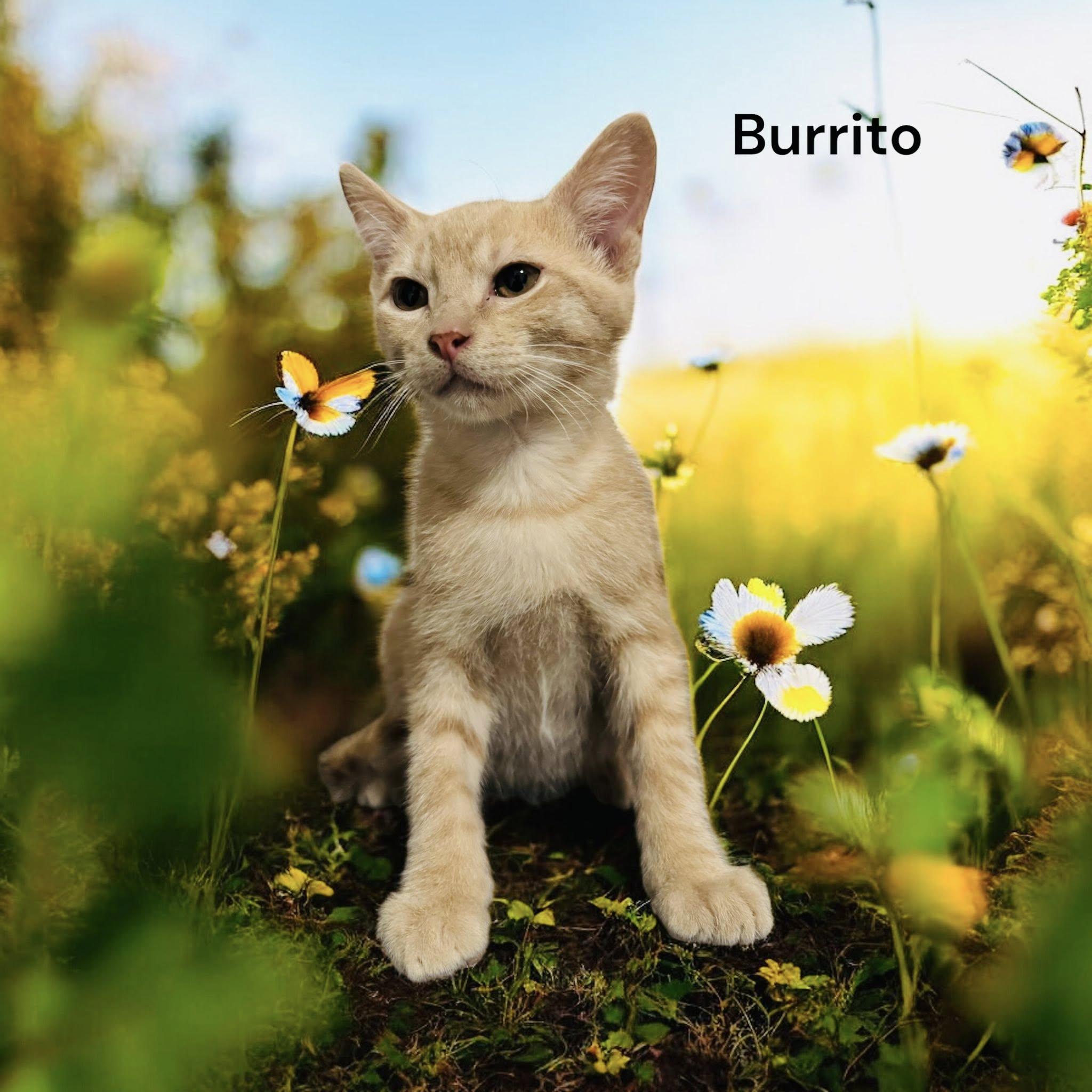 Cat for adoption - Burrito, a Tabby in Slippery Rock, PA | Petfinder