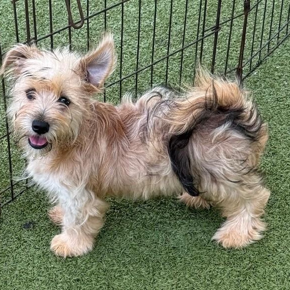 Dog for adoption - Zinnia, a Terrier Mix in glastonbury, CT | Petfinder