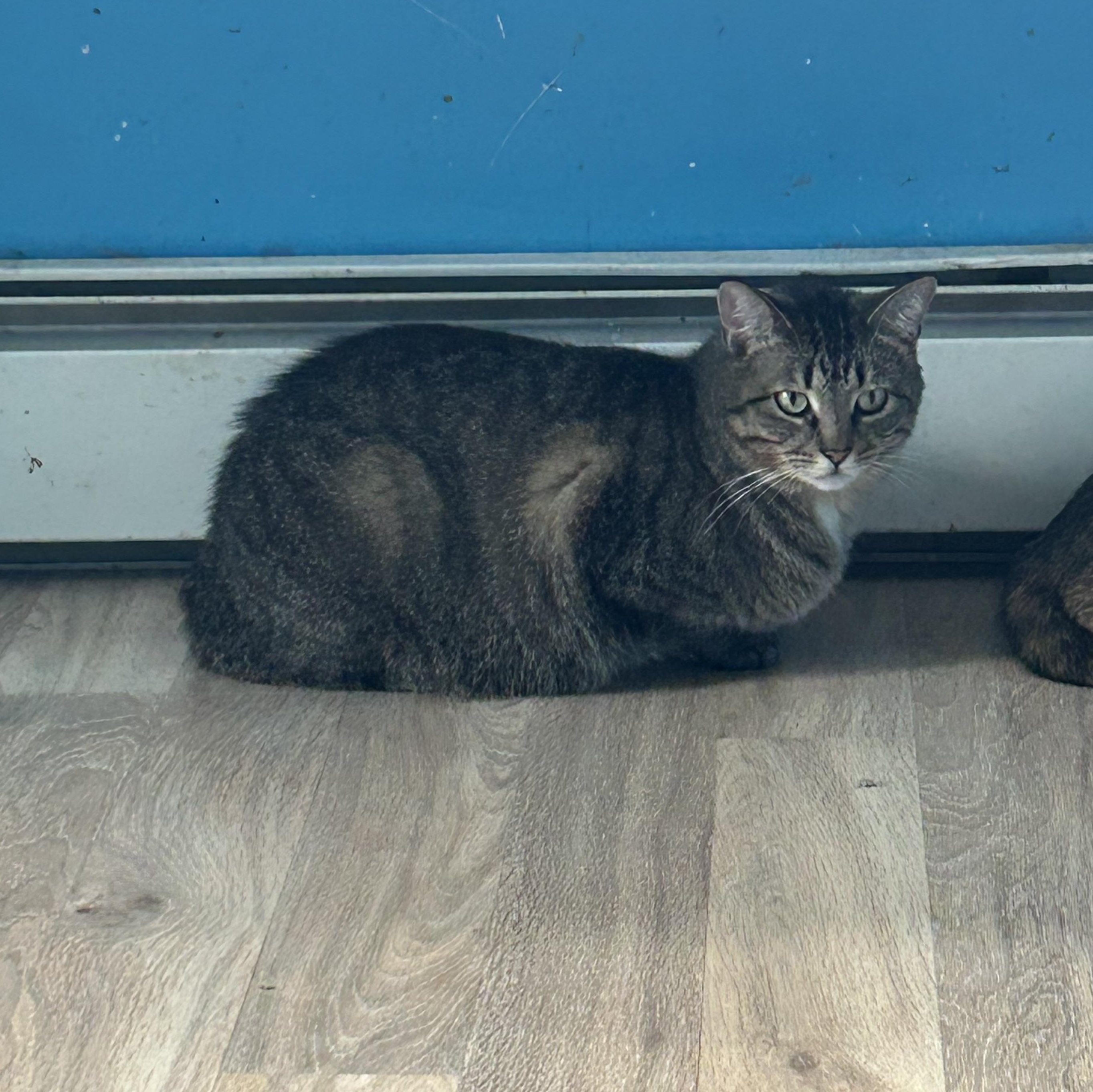 Cat for adoption - Jolene & Cash, a Domestic Short Hair in Bangor, ME ...