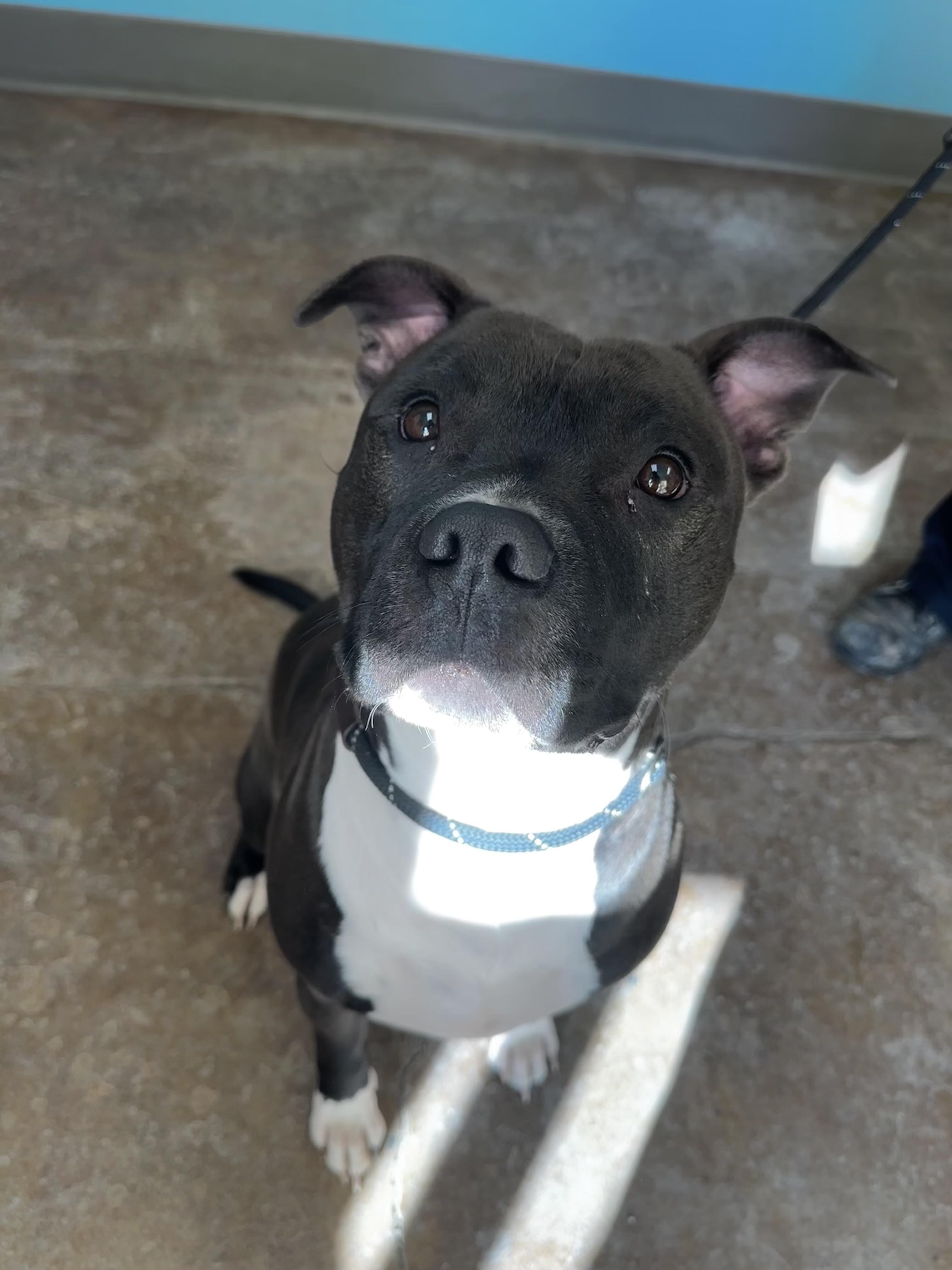 Dog for adoption - Baboo, a Pit Bull Terrier Mix in Gladstone, MO ...
