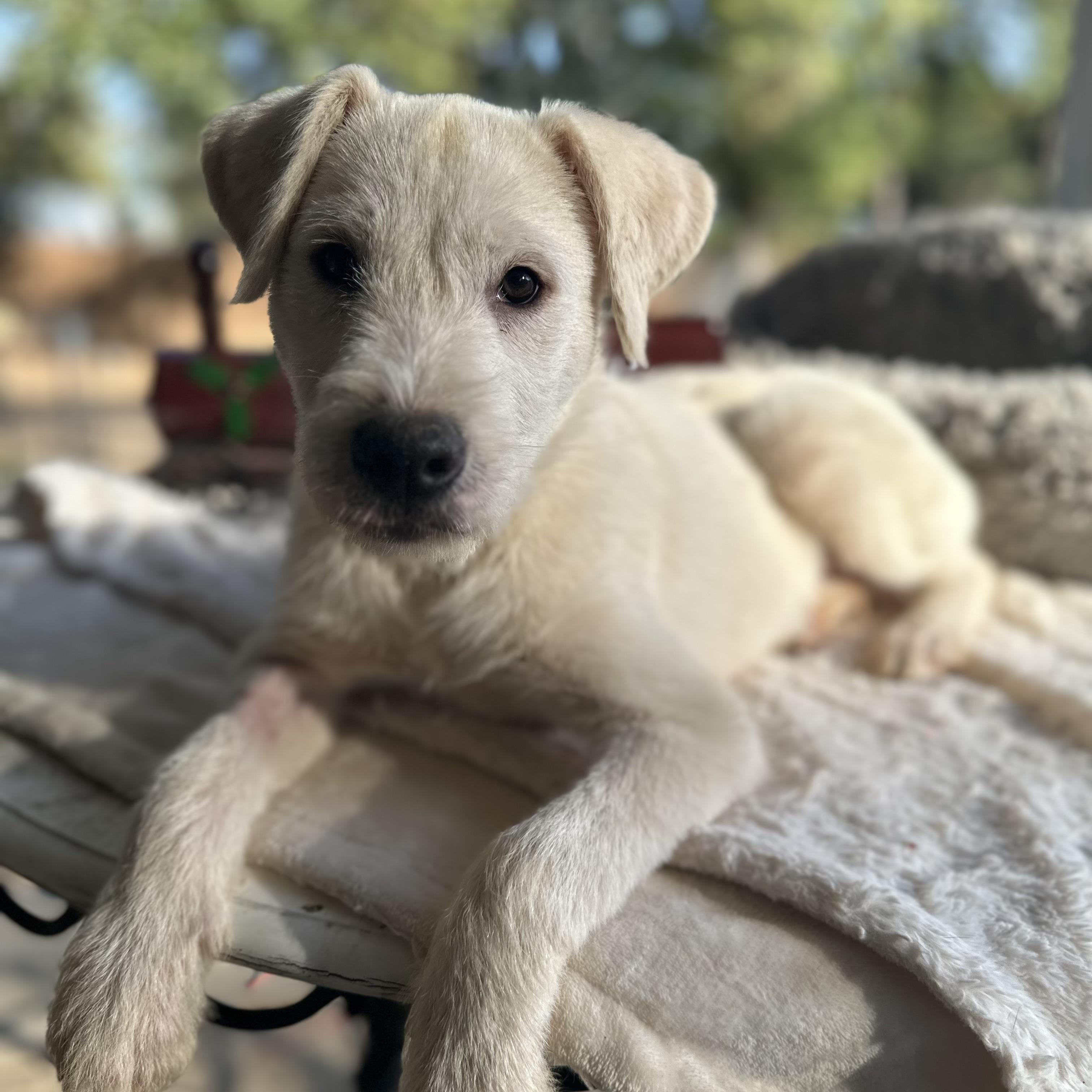 Dog for adoption - Beau (Deaf), a Labradoodle Mix in Springfield, IL ...