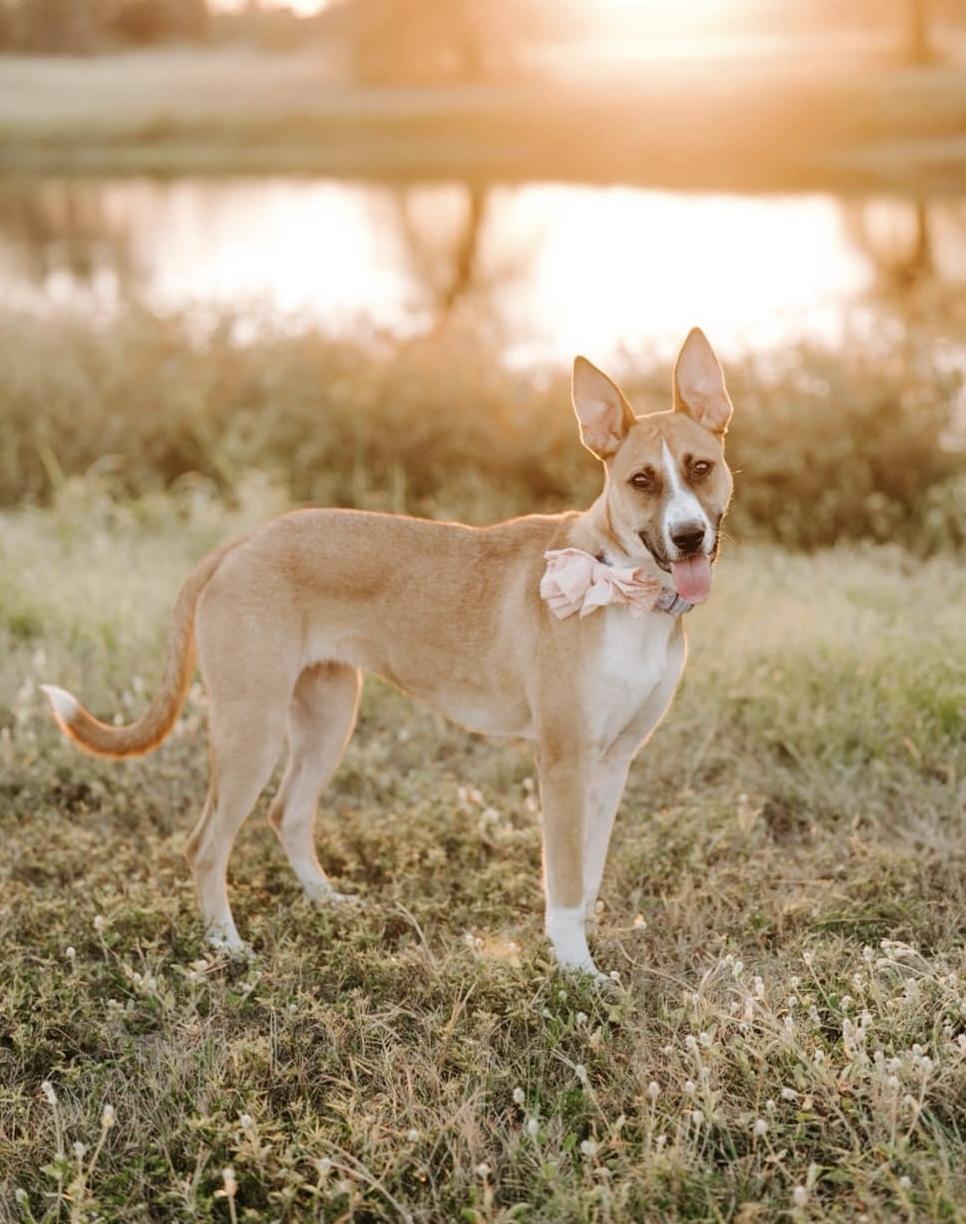 Dog for adoption - Teeka, a Boxer & Belgian Shepherd / Malinois Mix in ...