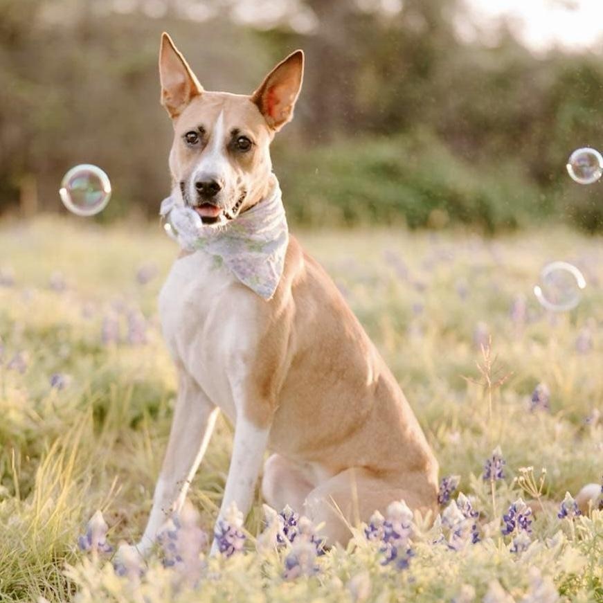 Dog for adoption - Teeka, a Boxer & Belgian Shepherd / Malinois Mix in ...