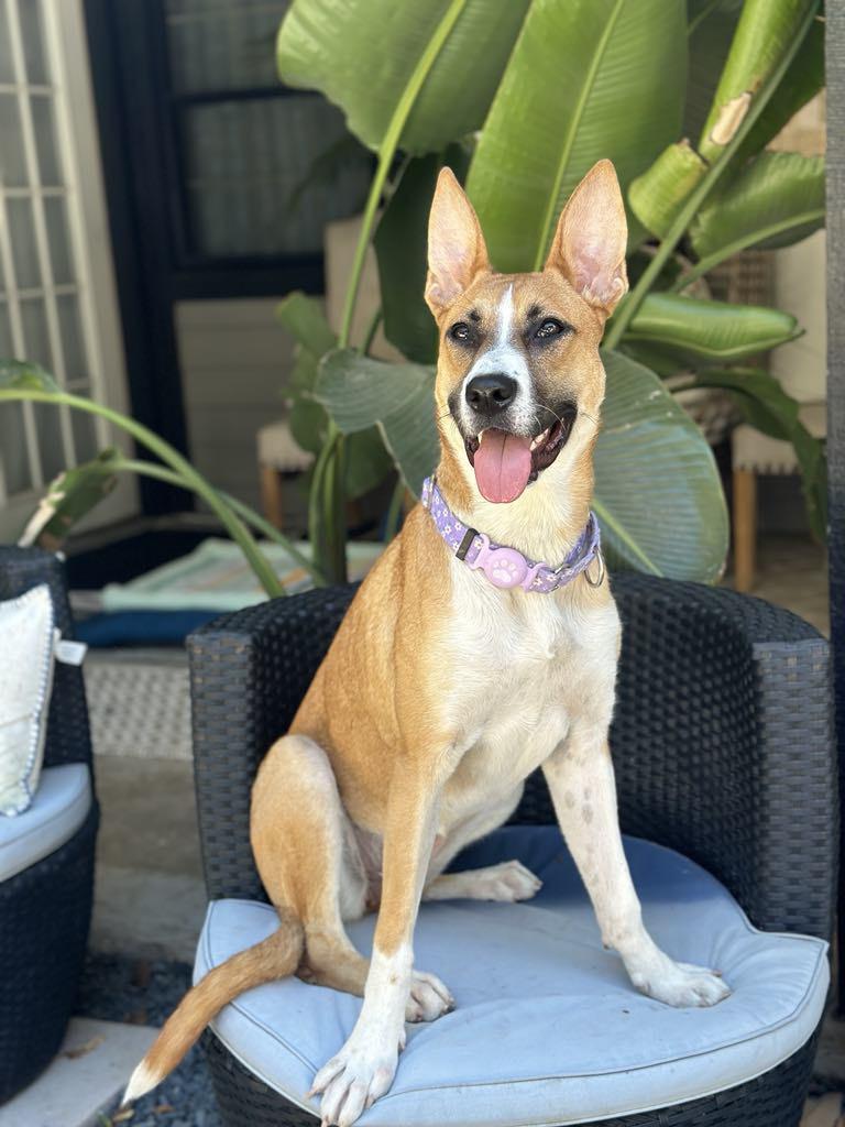 Dog for adoption - Teeka, a Boxer & Belgian Shepherd / Malinois Mix in ...