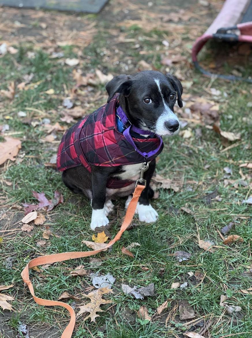 Dog for adoption - Mama Grace - local gal, a Beagle Mix in Andover, MA | Petfinder