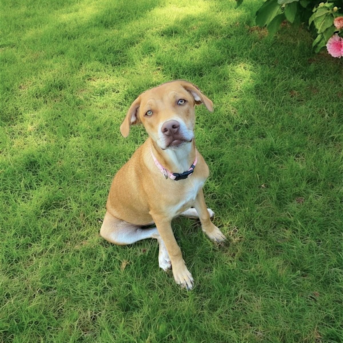 Dog for adoption - Venus, a Labrador Retriever Mix in San Francisco, CA ...