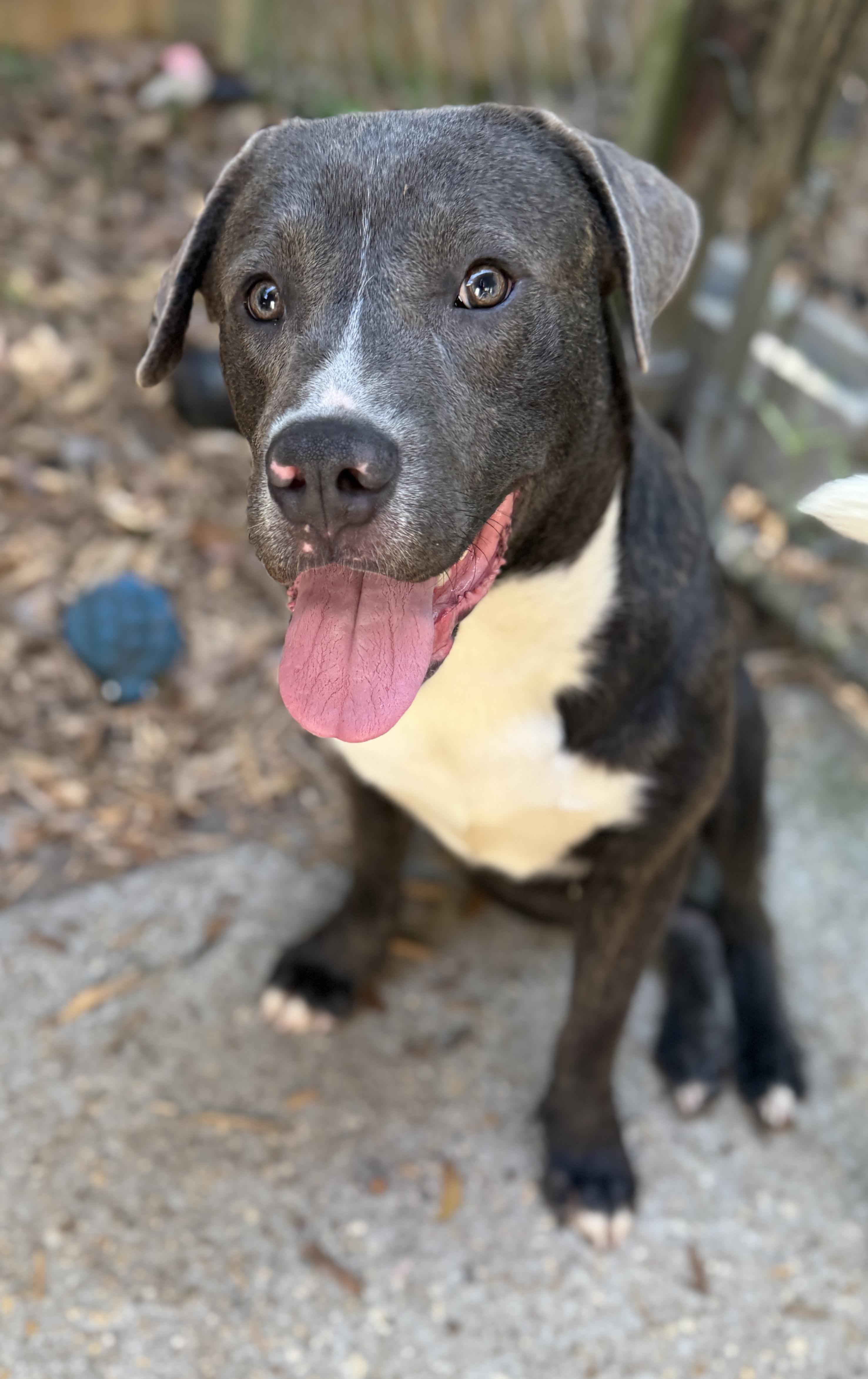 Dog for adoption - Mr.Rodger’s, an American Bulldog Mix in Navarre, FL | Petfinder