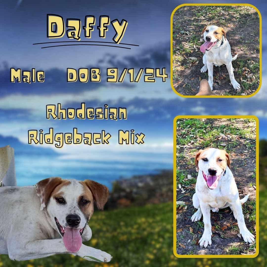 Dog for adoption - Daffy, a Rhodesian Ridgeback & Black Mouth Cur Mix ...
