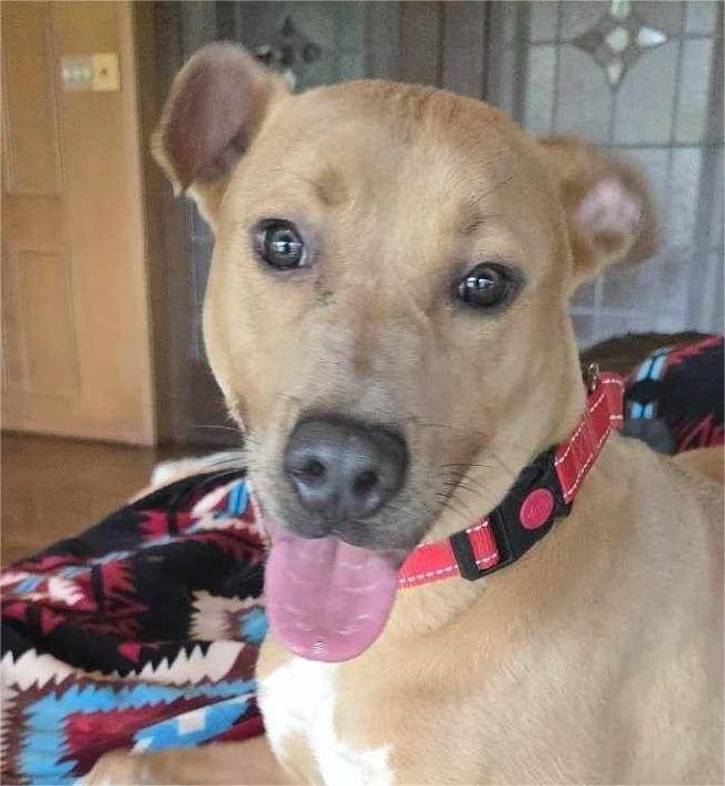 Dog for adoption - Landon, a Rhodesian Ridgeback & Labrador Retriever ...