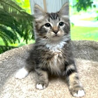 Cat for adoption - LEAVE IT TO BEAVER!, a Maine Coon in Danbury, CT ...
