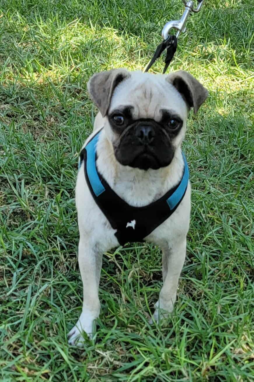 Dog for adoption - Peter, a Pug in Puyallup, WA | Petfinder
