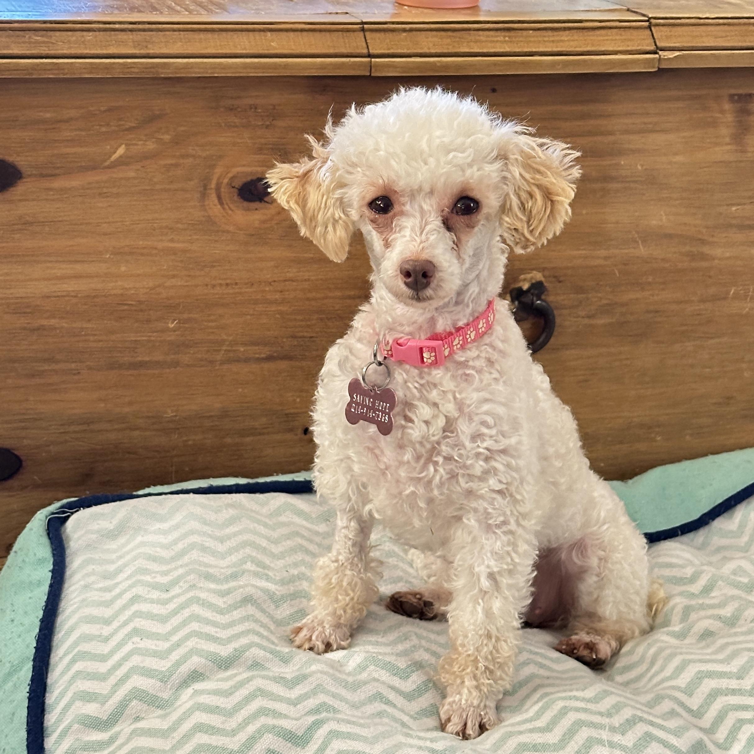 Dog For Adoption Lisbet A Poodle Mix In Lacey Wa Petfinder