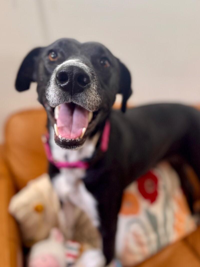 Dog for adoption - Pepper Potts the Perfect Pup, a Black Labrador ...