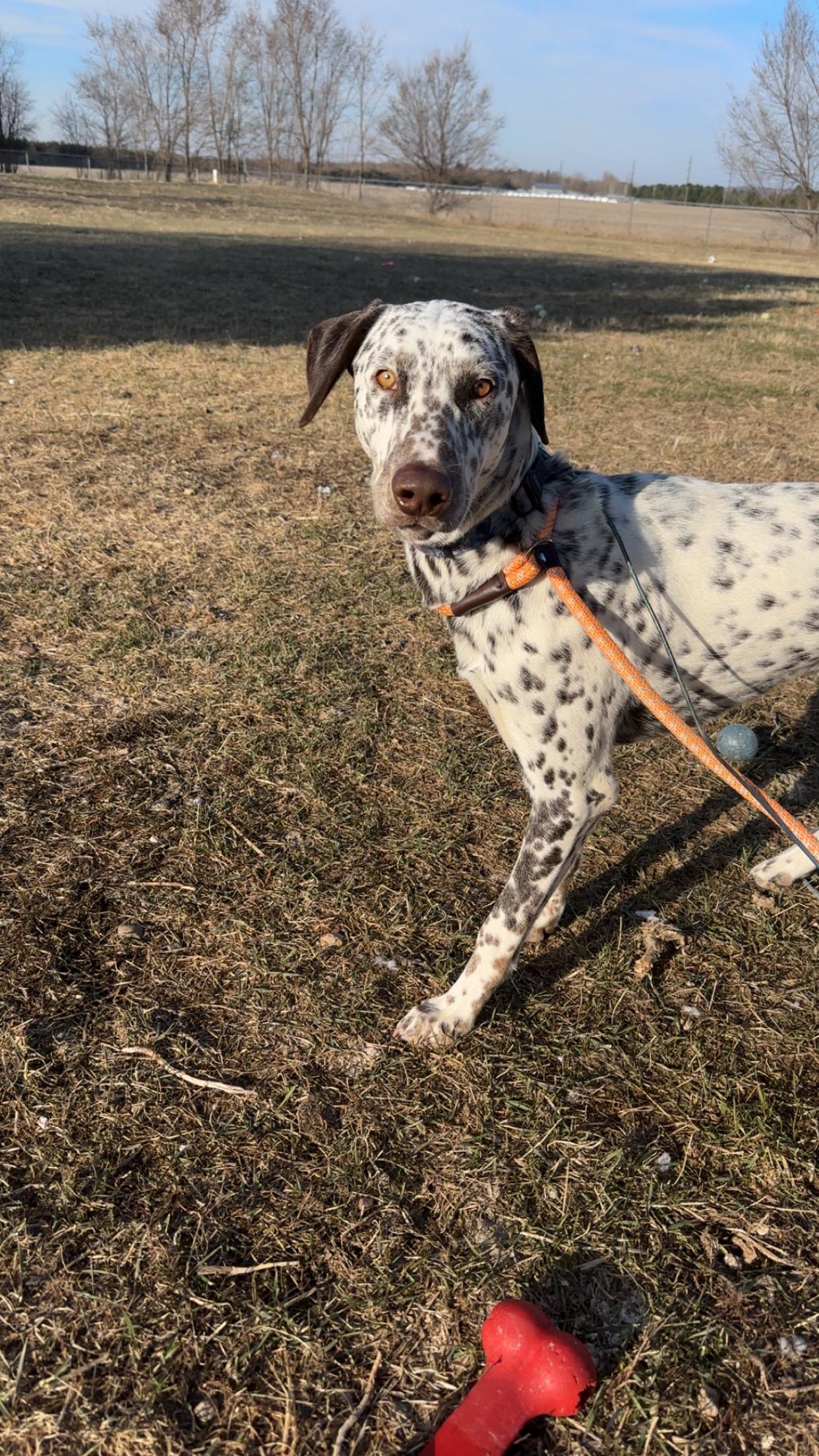 Dog for adoption - Oliver, a Dalmatian & Pointer Mix in Chippewa Falls ...