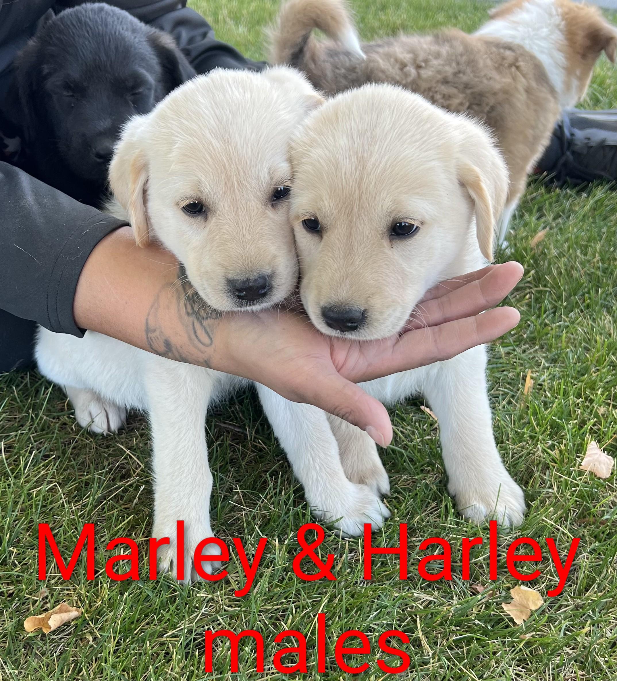 Dog for adoption - Marley & Harley, a Border Collie & Labrador Retriever Mix in Pocatello, ID ...