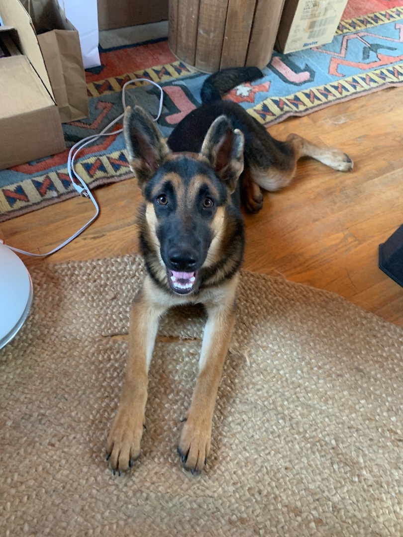 Available Dogs | German Shepherd Rescue, Inc.