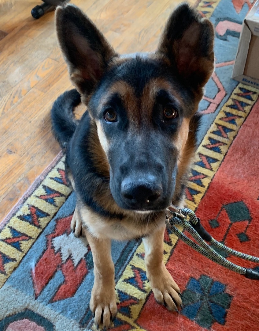 Available Dogs | German Shepherd Rescue, Inc.