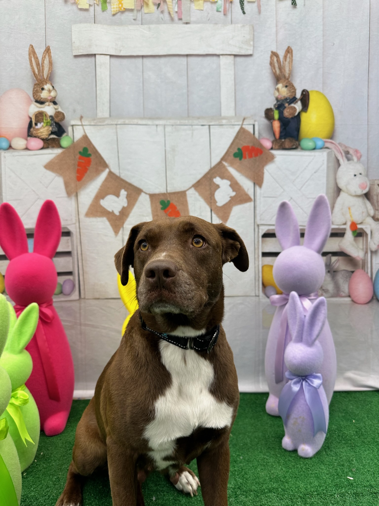 Dog for adoption - Barbara Pear Cat Friendly Cutie, a Chocolate ...