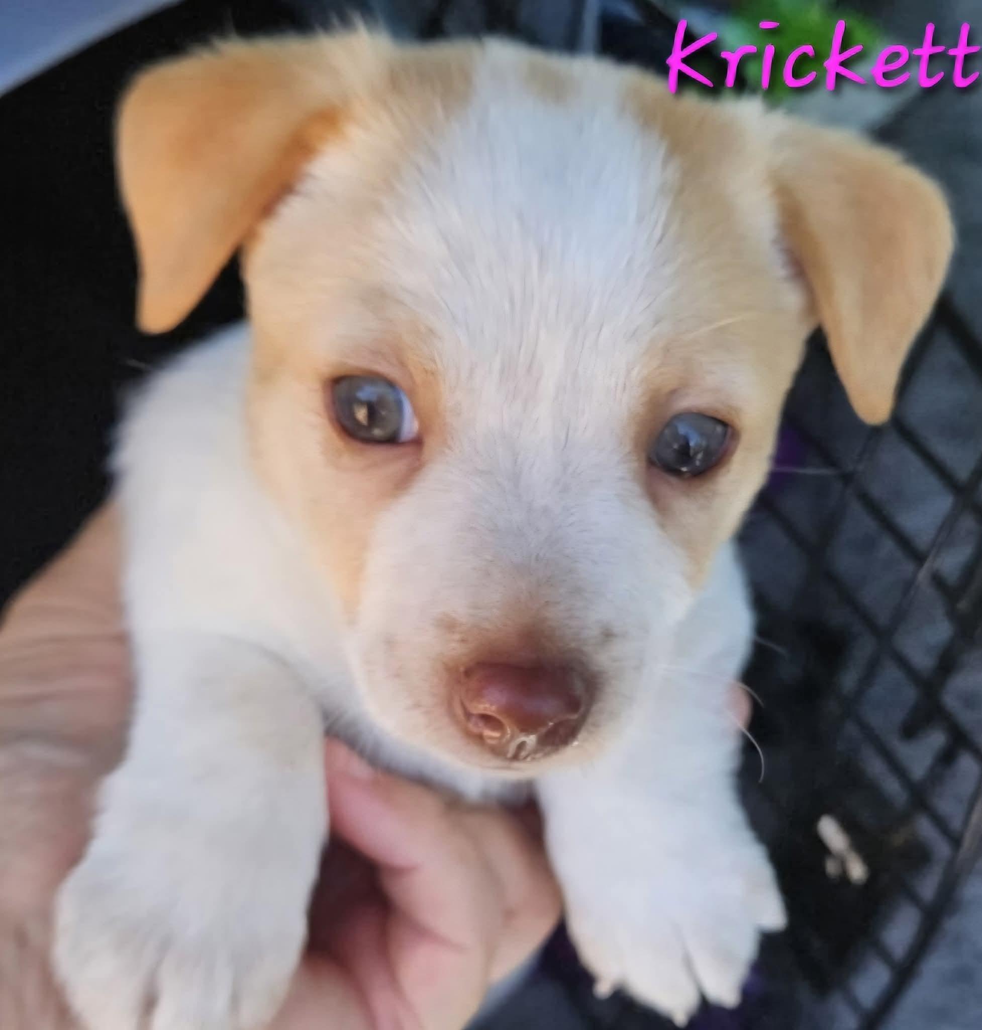 Dog for adoption - Krickett, a Chihuahua Mix in Herald, CA | Petfinder