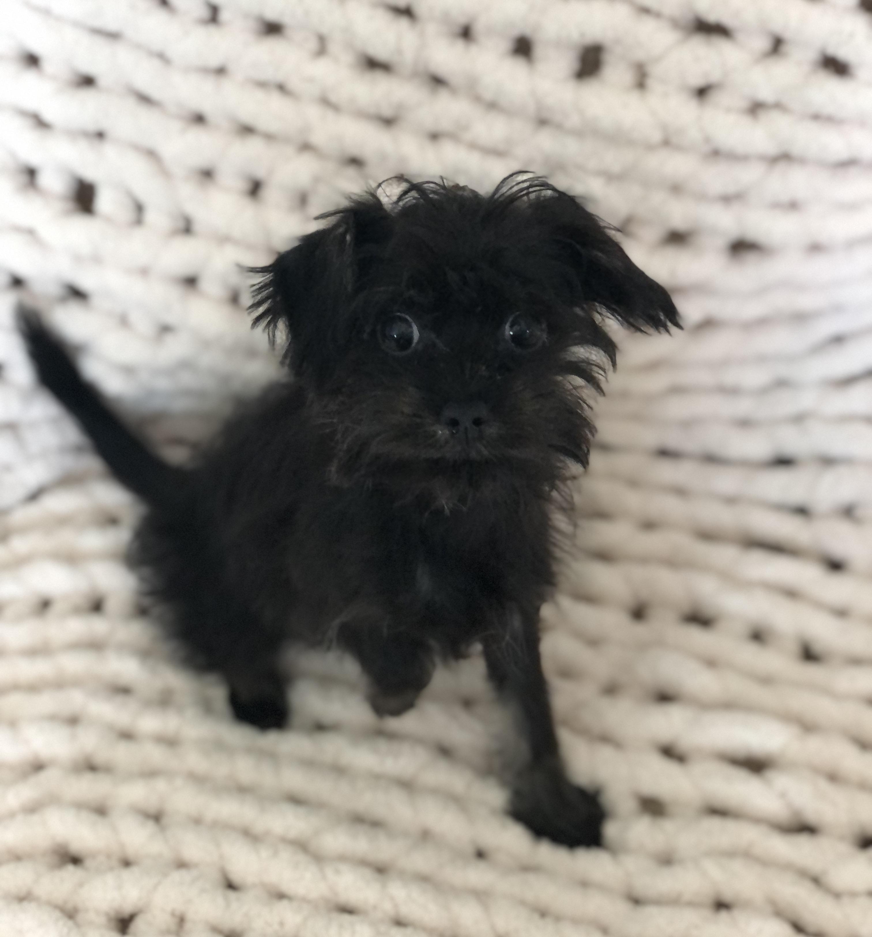 Dog for adoption - Harry, a Yorkshire Terrier & Brussels Griffon Mix in ...