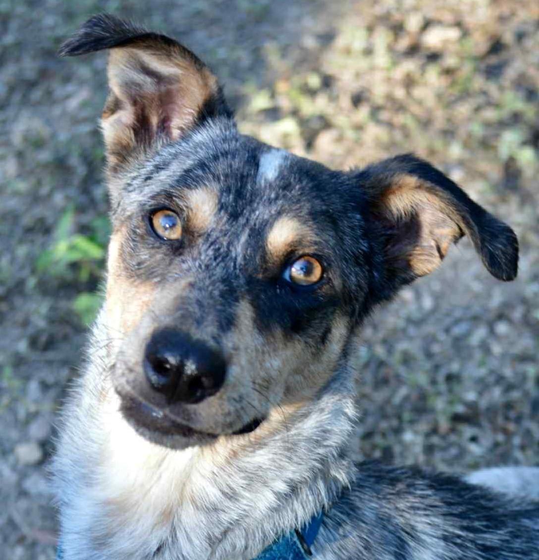 Dog for adoption - Gypsy, an Australian Cattle Dog / Blue Heeler ...