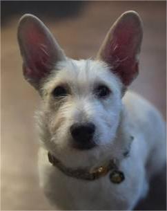 Dog for adoption - Honey, a West Highland White Terrier / Westie ...