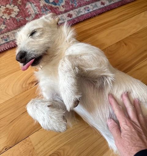 Dog for adoption - Honey, a West Highland White Terrier / Westie ...