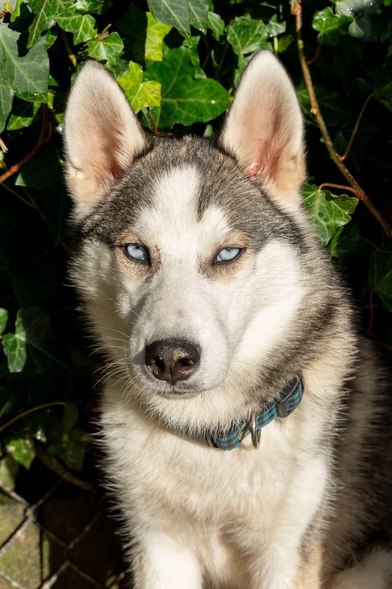 Dog for adoption - Keith, a Siberian Husky in Burnaby, BC | Petfinder