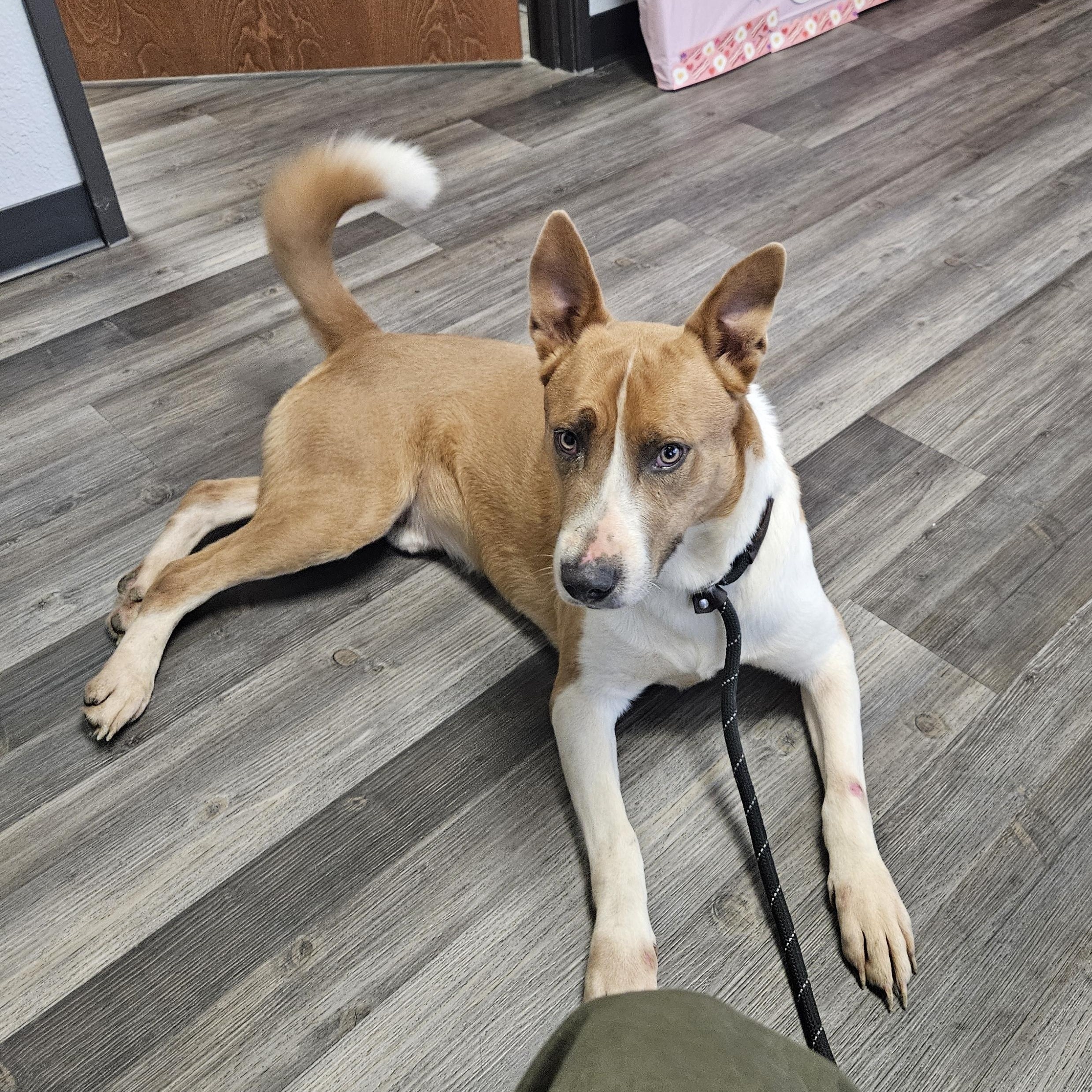 Dog for adoption - Bill, a Shepherd Mix in Indianapolis, IN | Petfinder