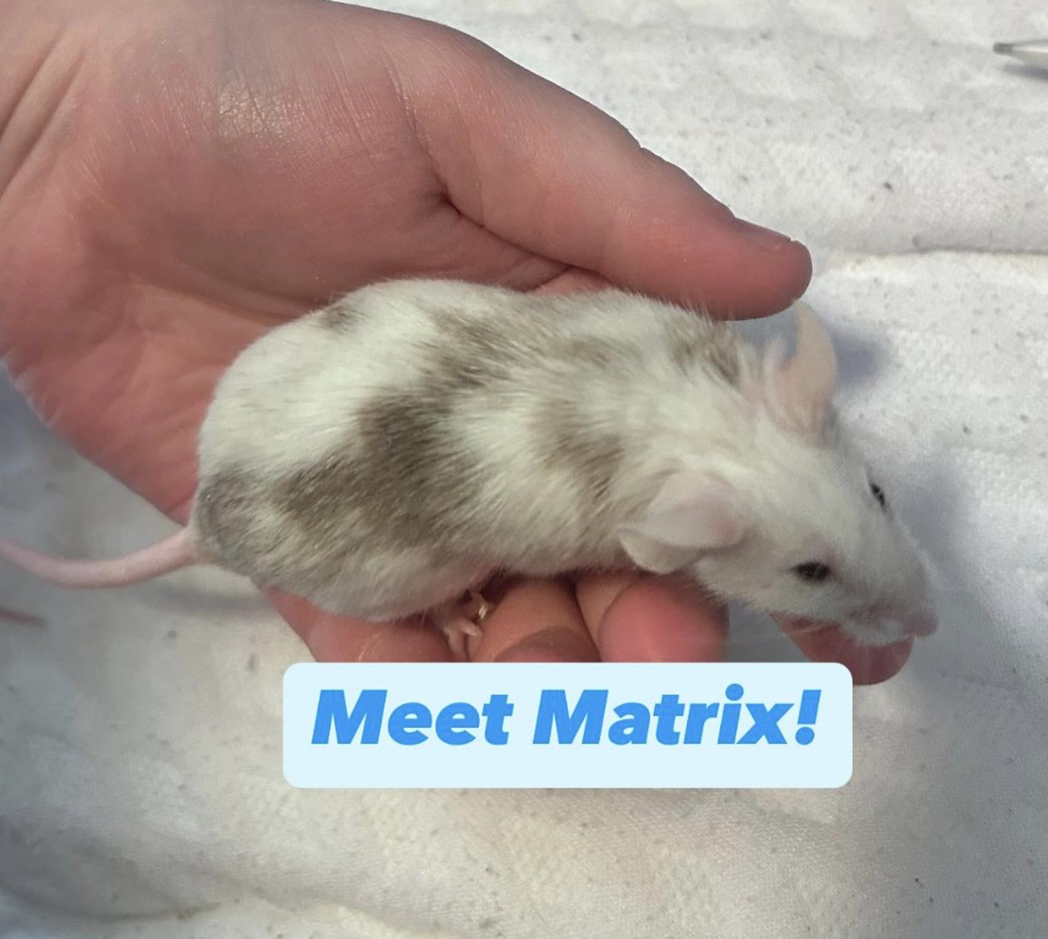 Mouse for adoption - Matrix, a Mouse in Minneapolis, MN | Petfinder